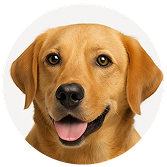 Pet Zone US